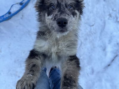 Altdeutscher Schäferhund-Welpen in Hessen kaufen & verkaufen Snautz