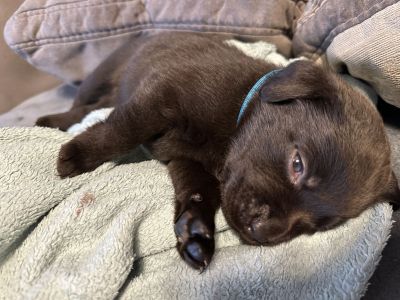 Labrador Retriever in Groß-Gerau kaufen & verkaufen Snautz