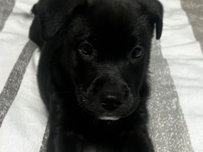 Labrador Retriever Mix in Bayern kaufen & verkaufen Snautz