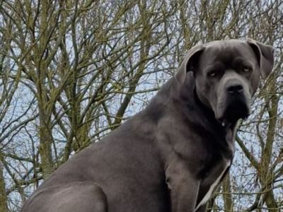 Cane Corso Italiano-Mischlingswelpen in Leer kaufen & verkaufen Snautz