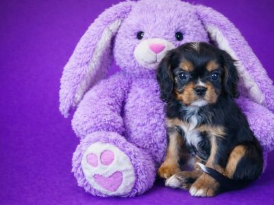 Cavalier King Charles Spaniel Rassehunde in Hessen kaufen & verkaufen ...