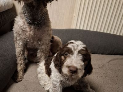 Lagotto Romagnolo-Welpen in Hessen kaufen & verkaufen Snautz